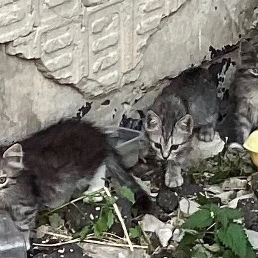 Кошка и котята ищут котородителей