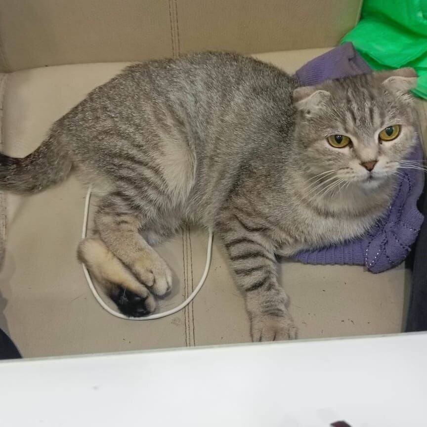 Кошечка