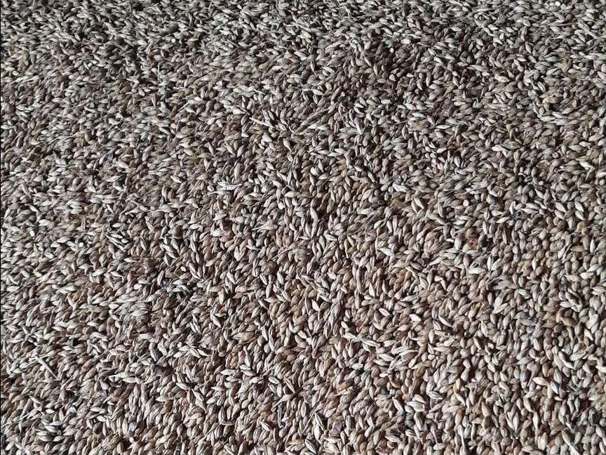 Пшеница яровая