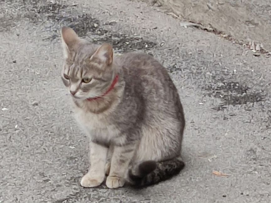Кошка