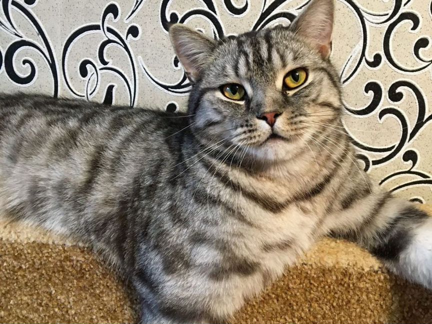 Кот в добрые руки