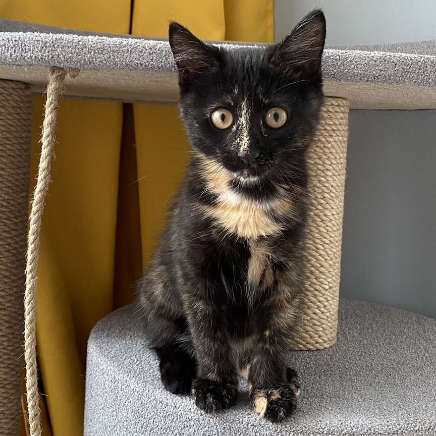 Кошечка ищет дом или передержку