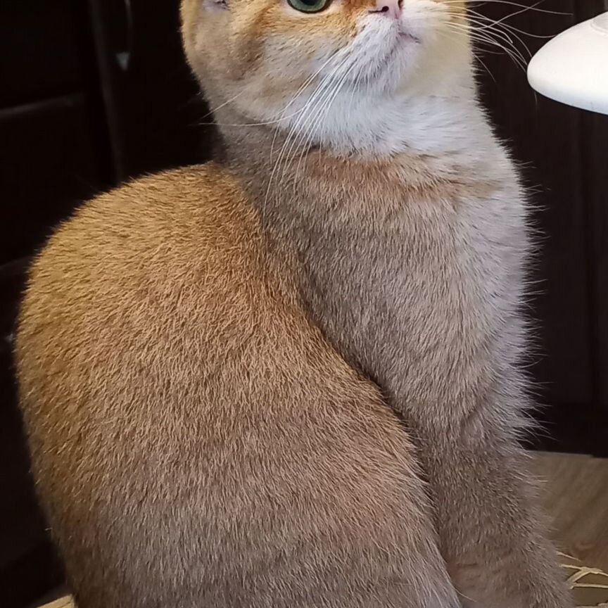 Шотландский вислоухий котик
