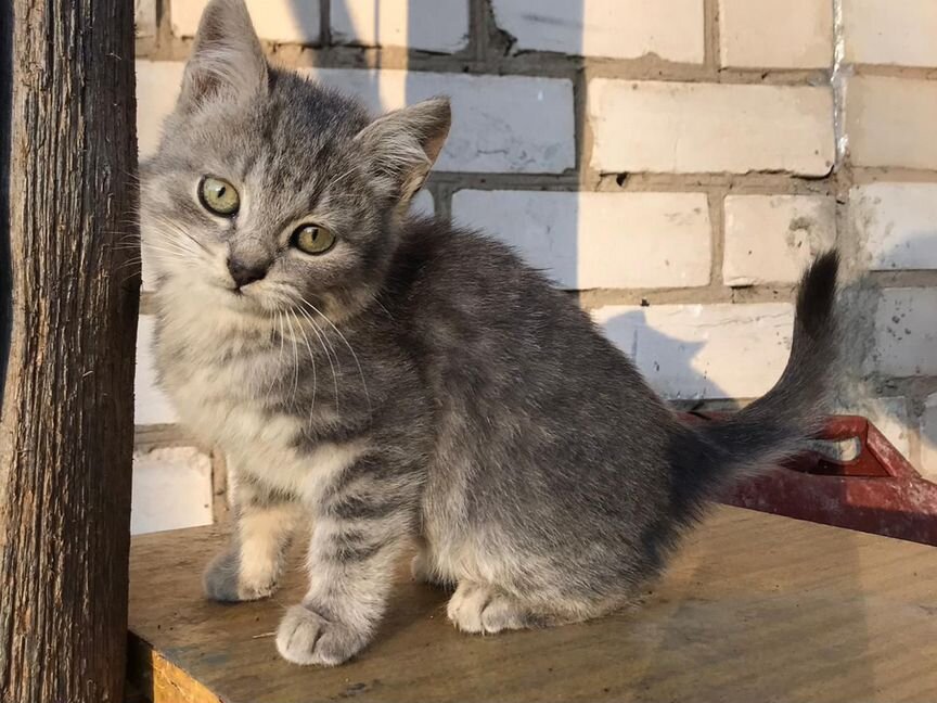 Кошка