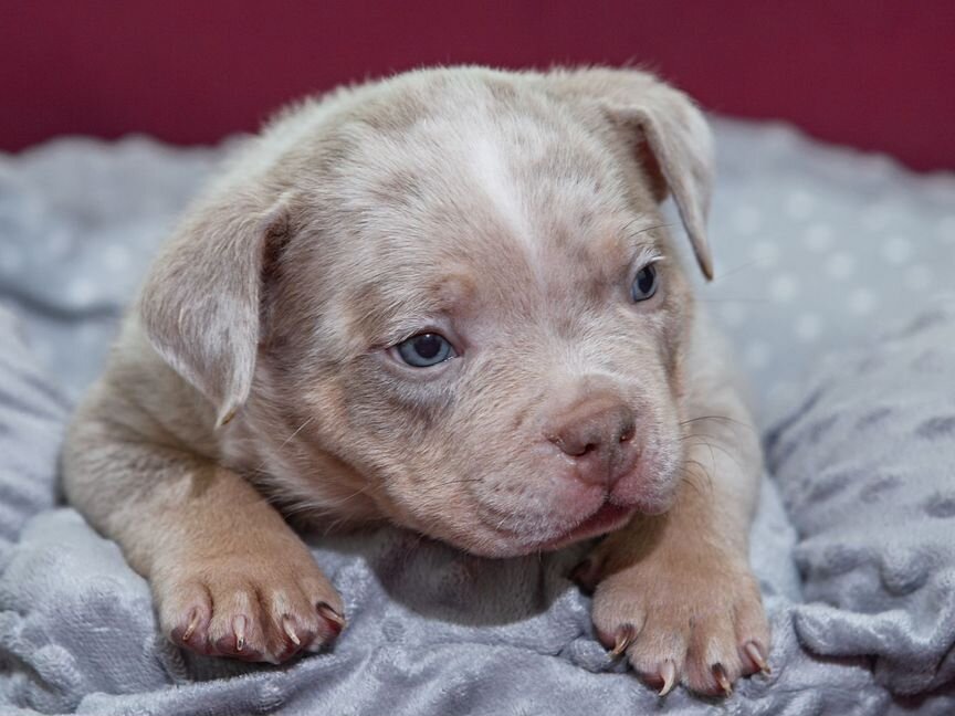 American bully micro