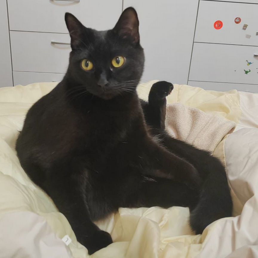 Отдам молодого кота в добрые руки
