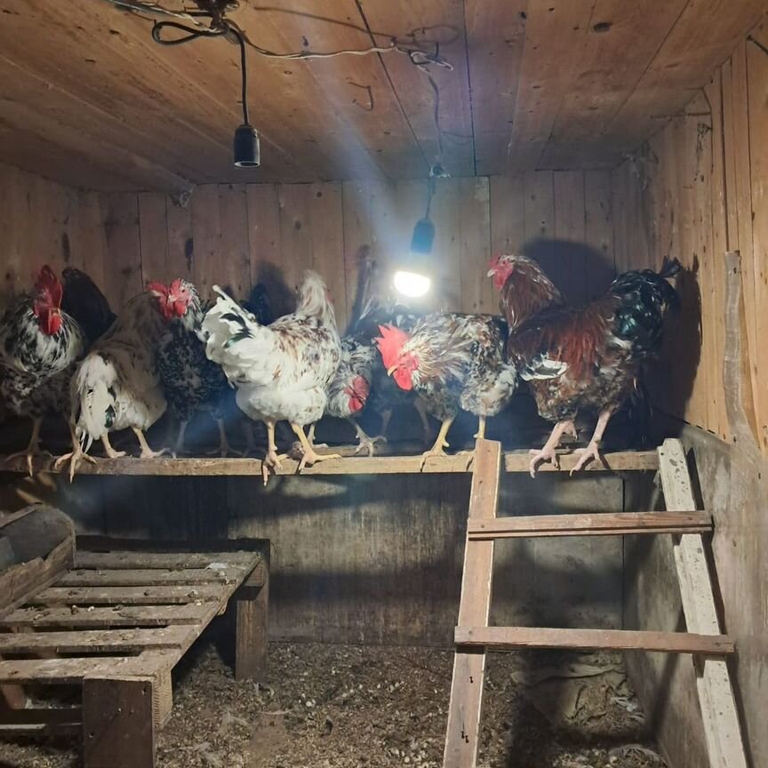 Куры и петухи
