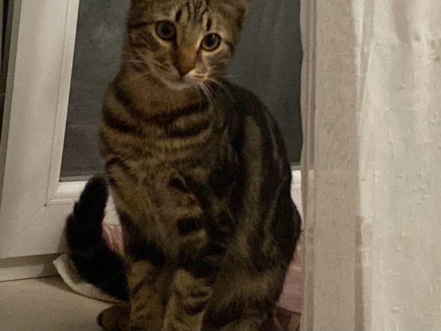 Котики в добрые руки