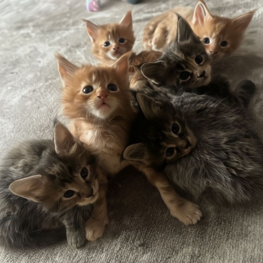 Мейн-кун котёнок