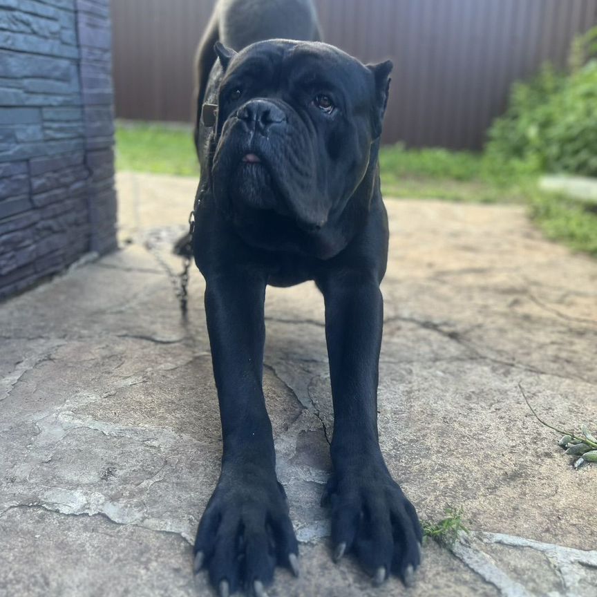 Шикарный кане корсо