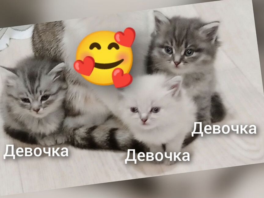 Котята в добрые руки бесплатно