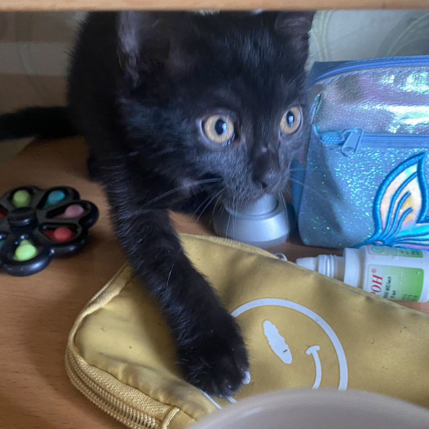 Котята в добрые руки бесплатно мальчик и девочка