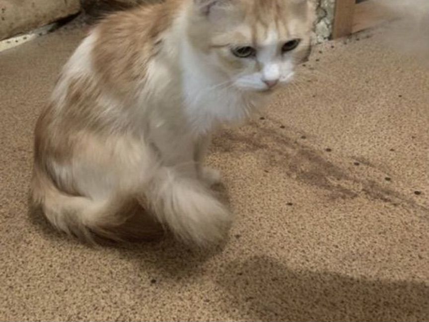 Коты и кошки ждут своих хозяев