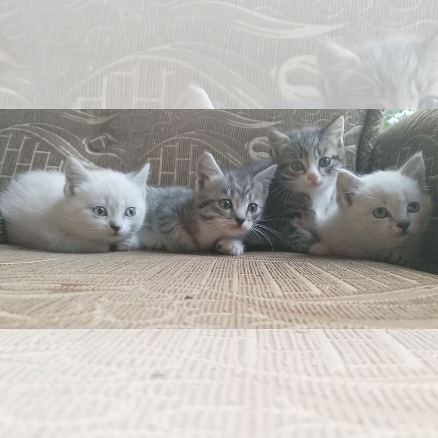 Котята в добрые руки