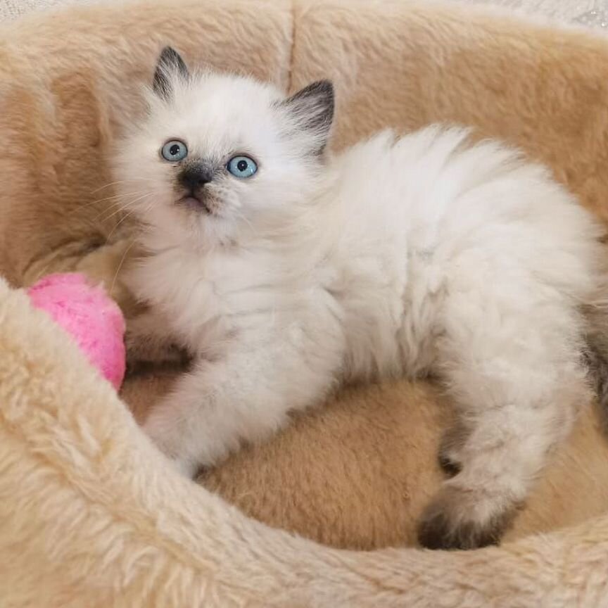 Шотландские прямоухие котята