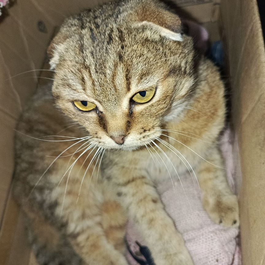 Вислоушка Дуся