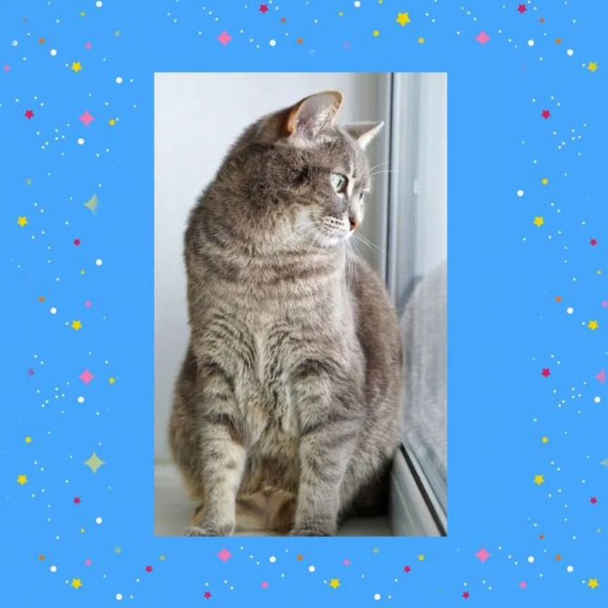 Кот Шанхай 1 год