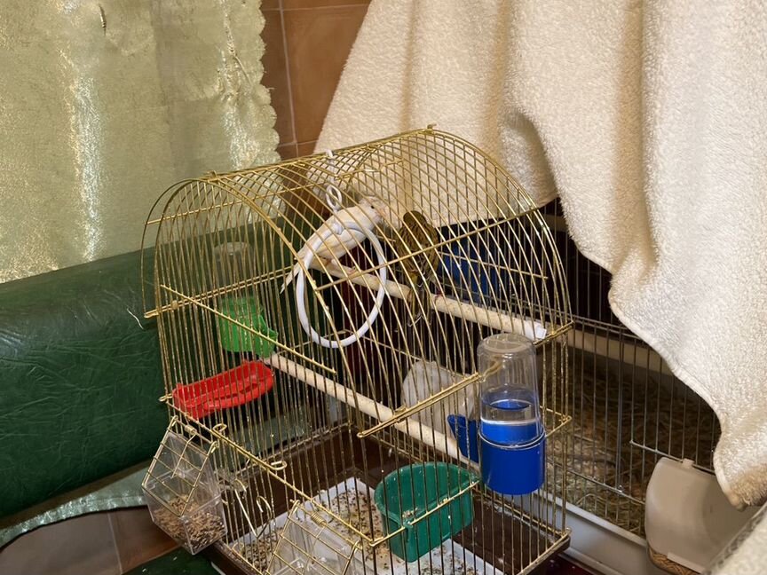 Клетка с попугаями и две канарейки в клетке