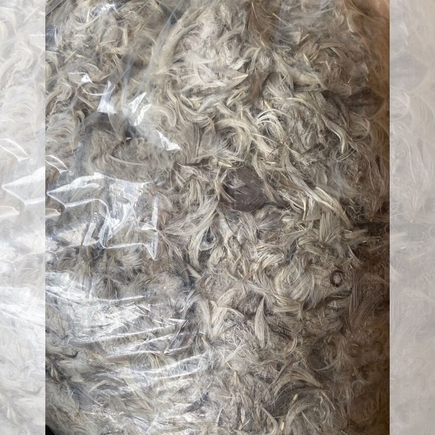 Перо куриное