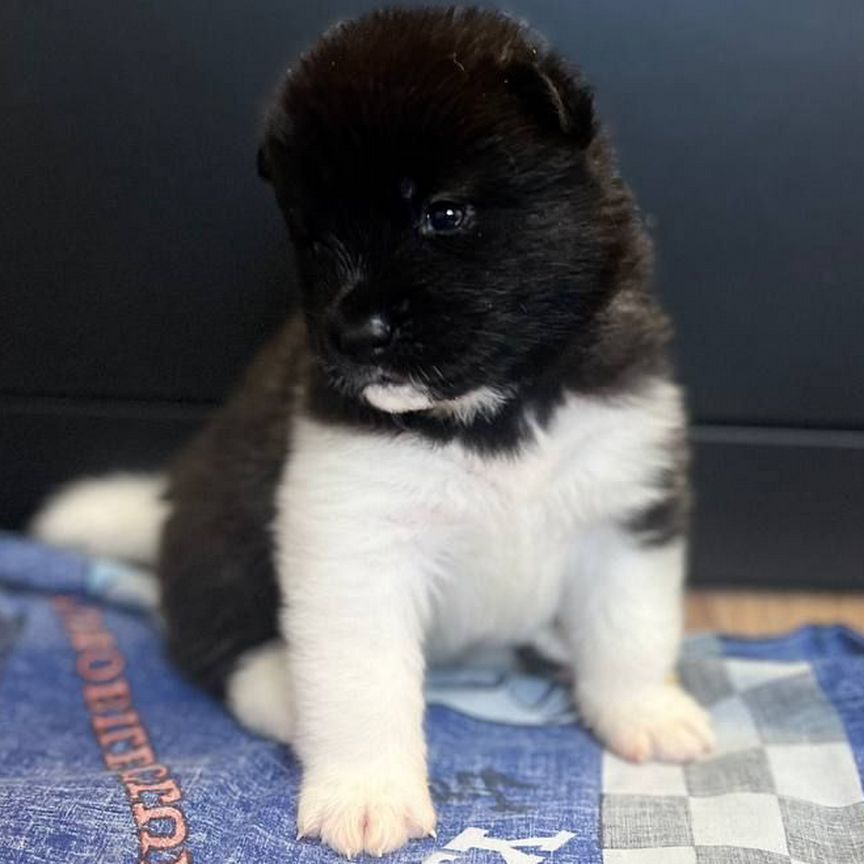 Американская акита, щенок