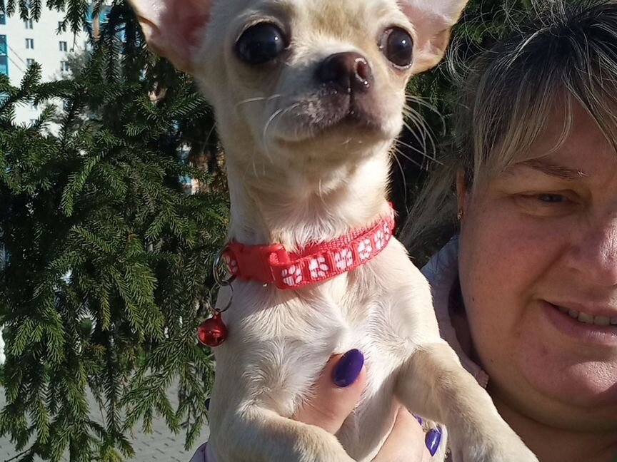 Чихуахуа девочка