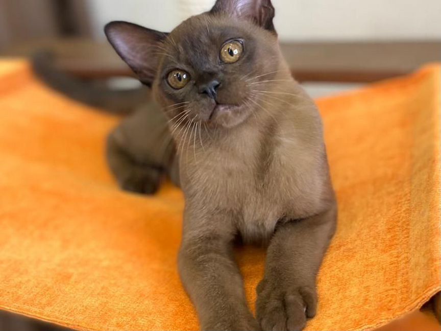 Котята бурманской кошки