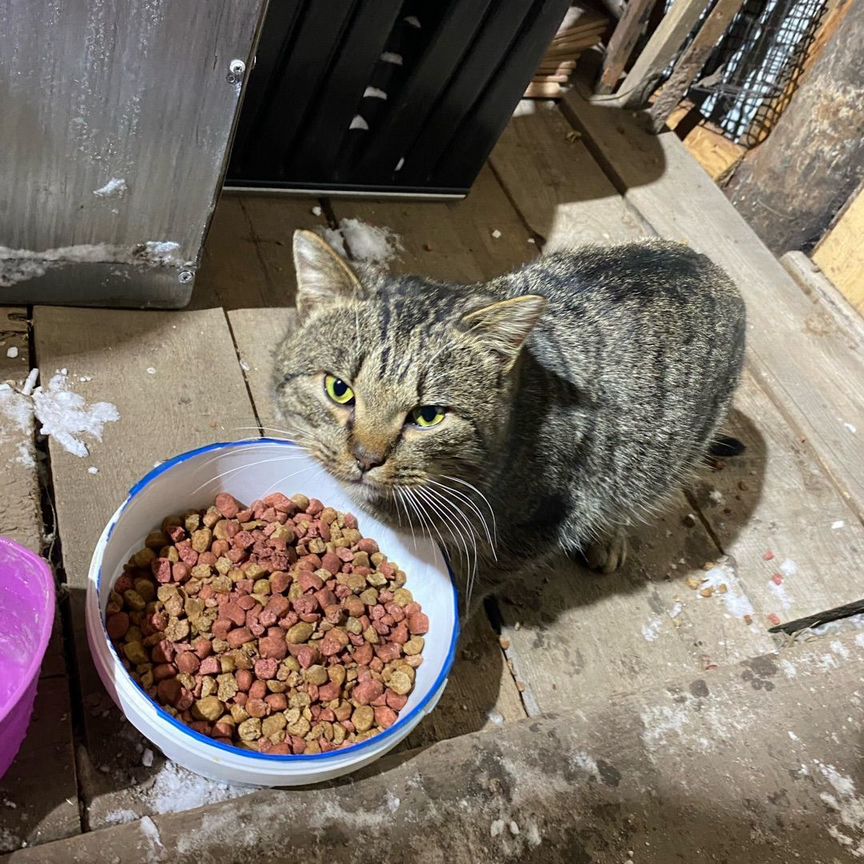 Взрослый кот в добрые руки