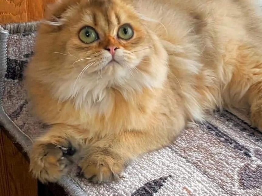 Шотландская Хайленд SFLny25