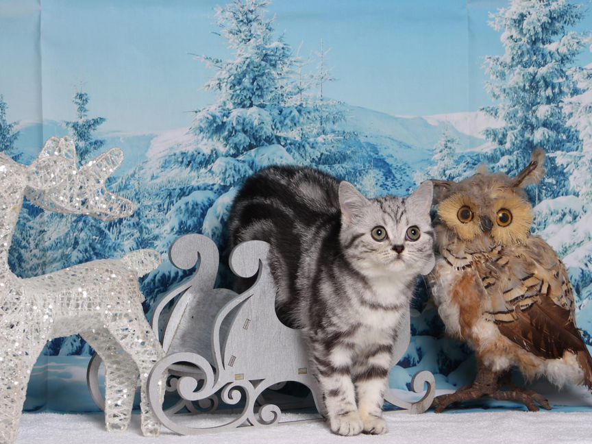 Котик и кошечка британцы мрамор на серебре