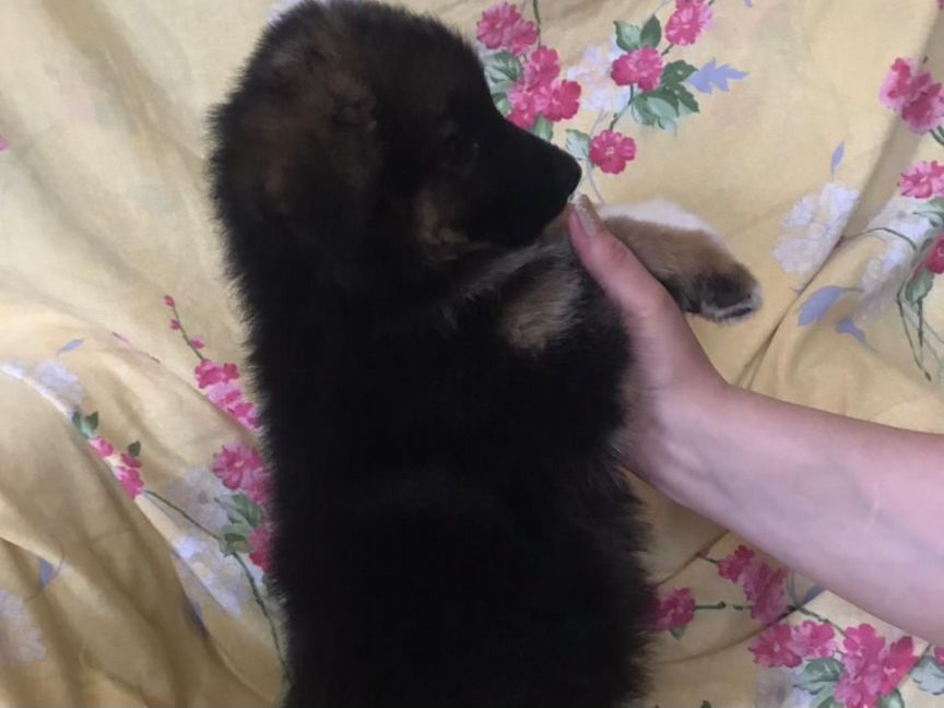 Собака бусинка