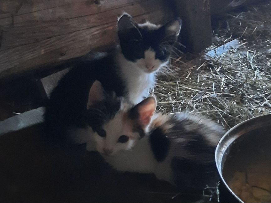 Котята