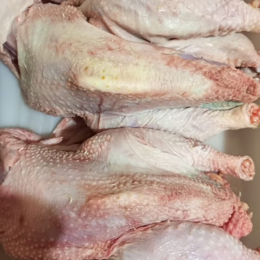 Домашние курочки для животных