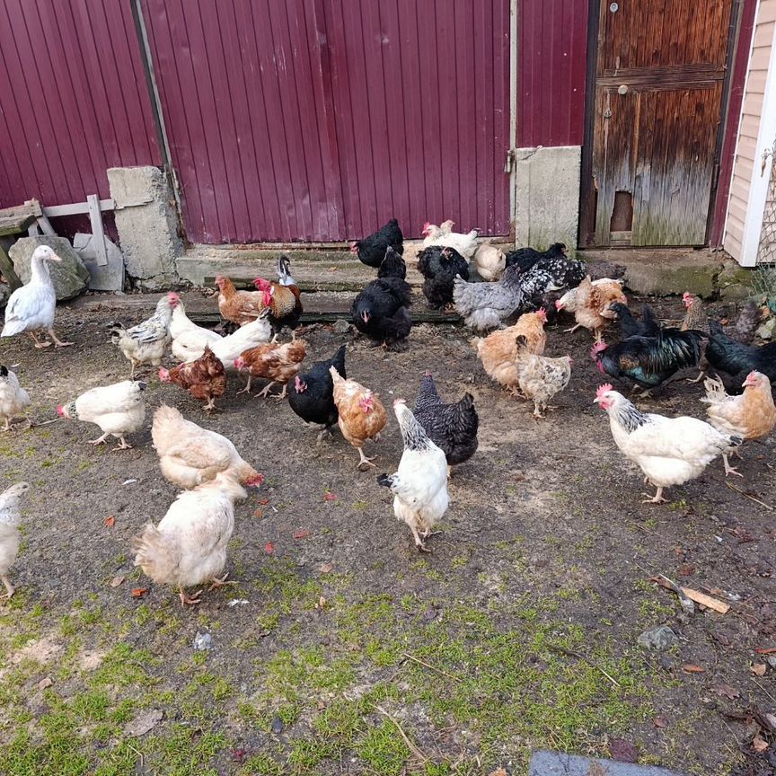 Куры несушки домашние