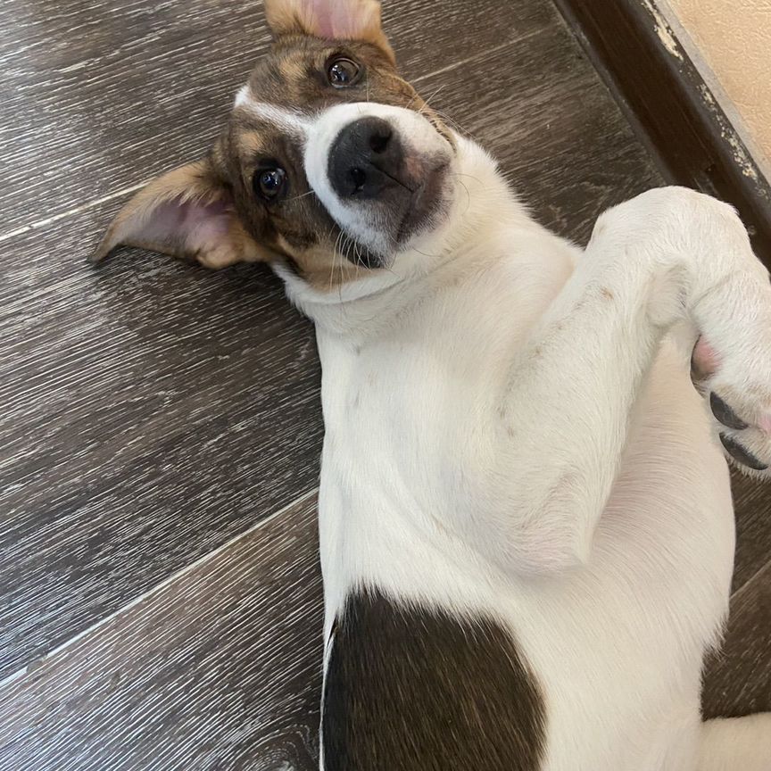 Щенок в добрые руки