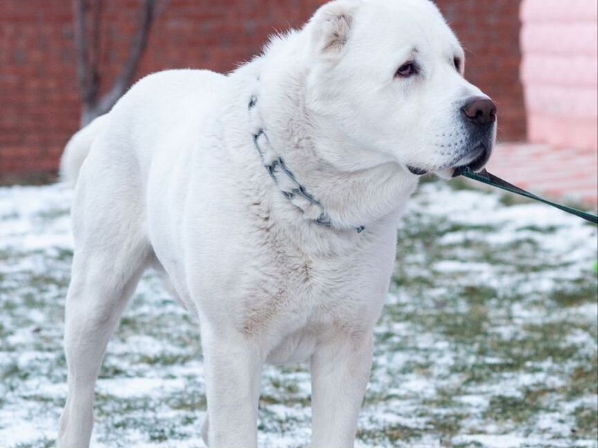 Среднеазиатская овчарка