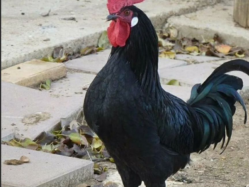 Куры петухи