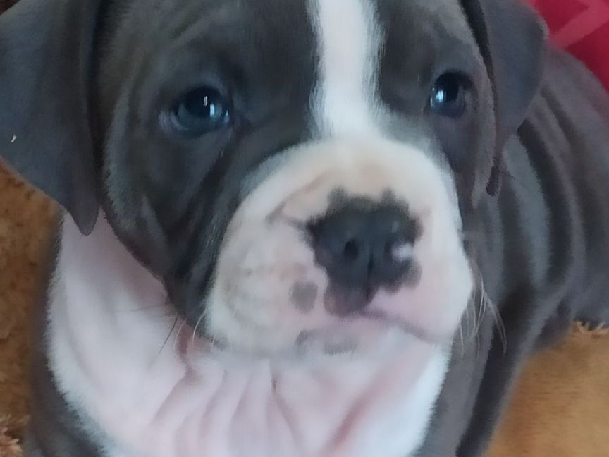 Стаффы мальчики