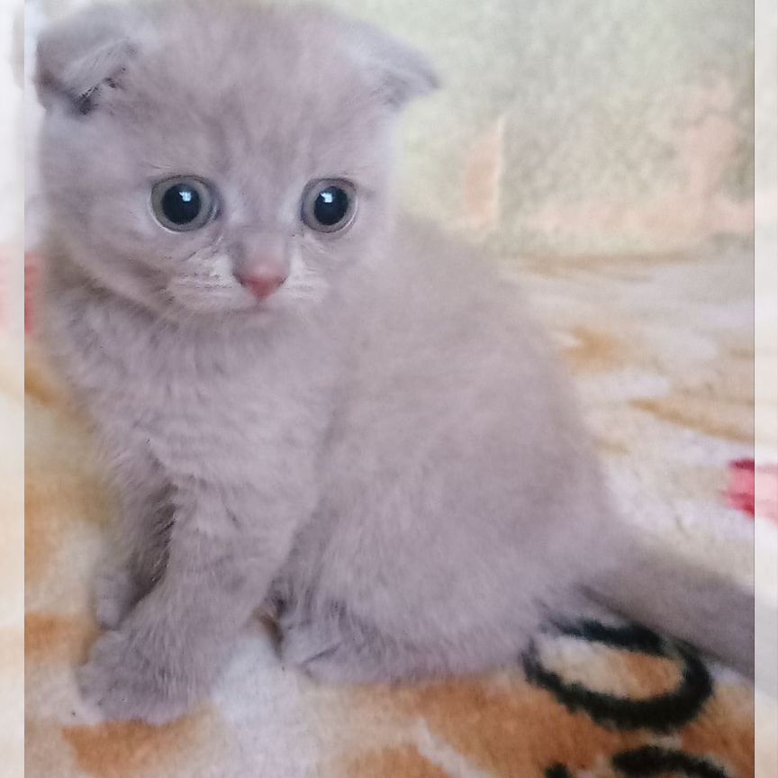 Шотландская