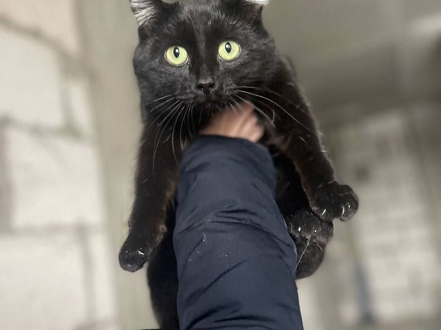 Блэк Кошка в добрые руки