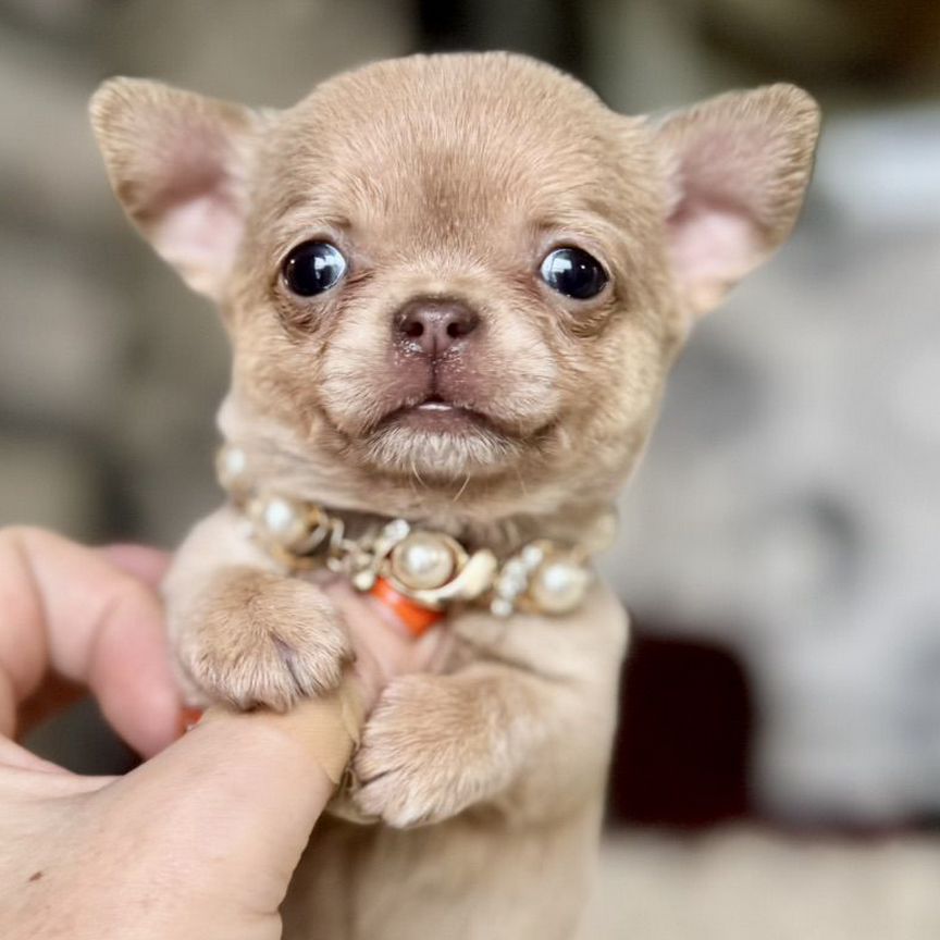 Чихуахуа, щенок