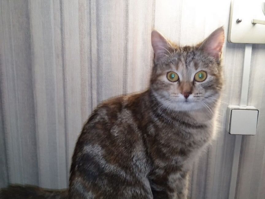Кошечка