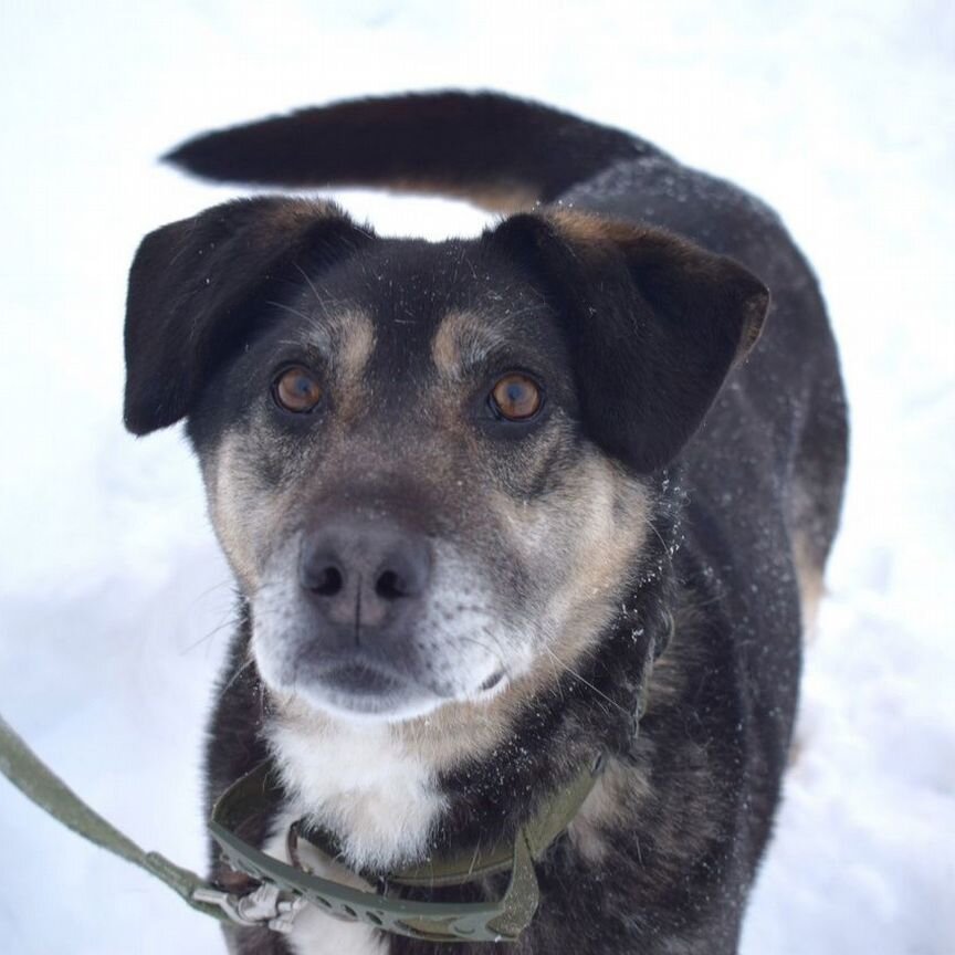 Собака в добрые руки