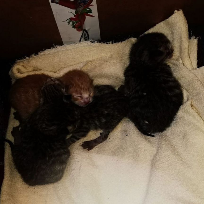 Ищем передержку новорождённым котятам с кошкой