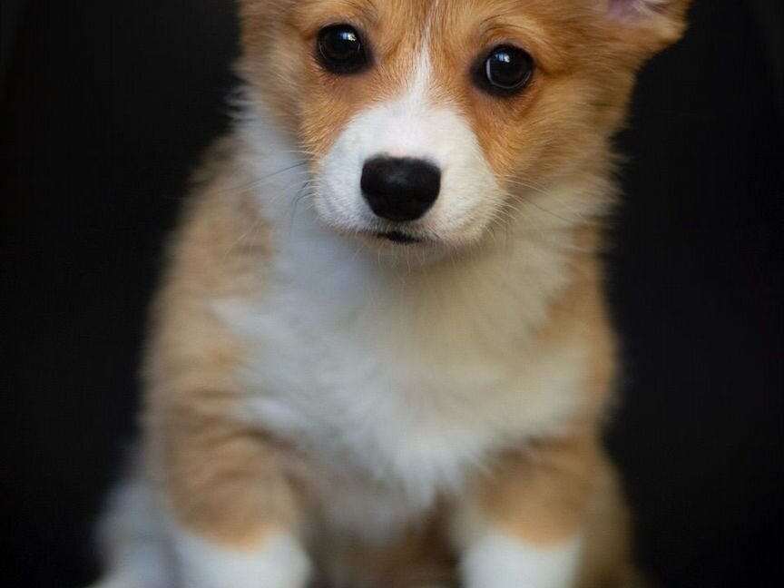 Вельш корги пемброк