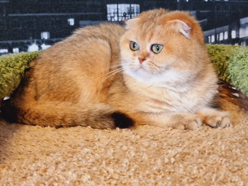 Плюшевая малышка SFSny11