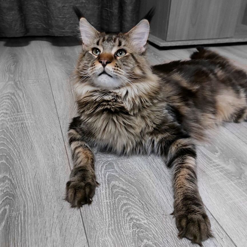Котик Мейн-кун