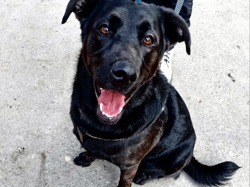 Метис лабрадора Джулия в поисках дома