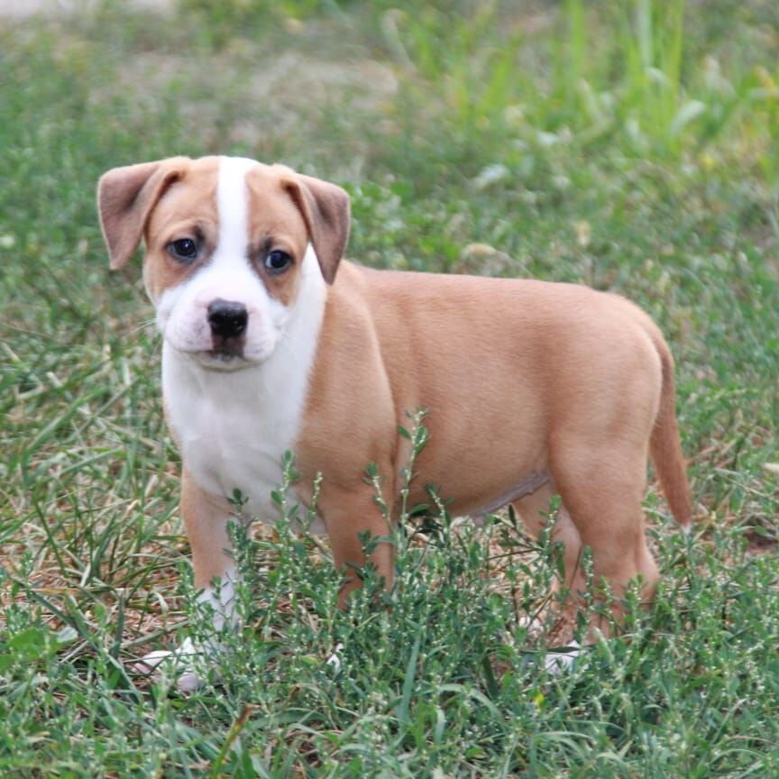 Английский стаффордширский бультерьер