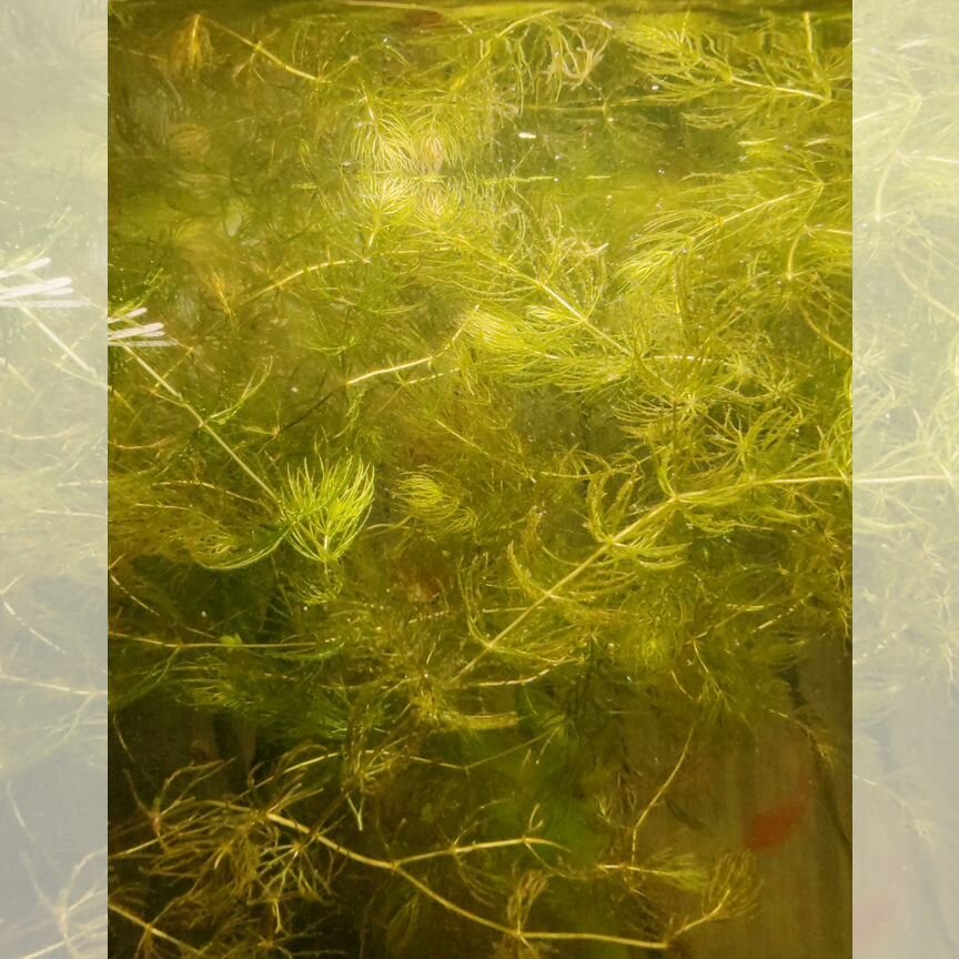 Растение Роголистник для аквариума