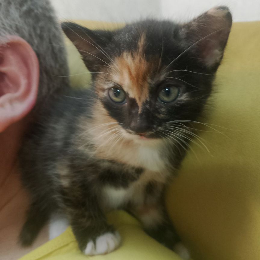 Котёнок в добрые руки